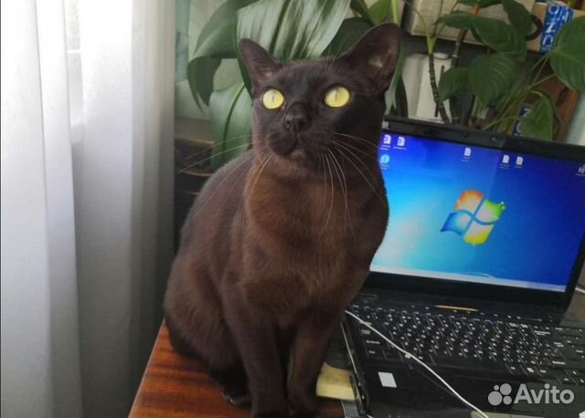 Бурманский кот