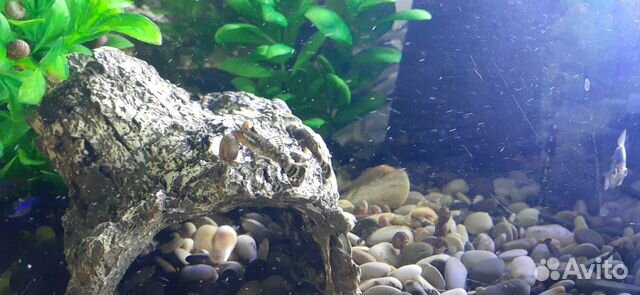 Рыбки сомики (прилипалы)