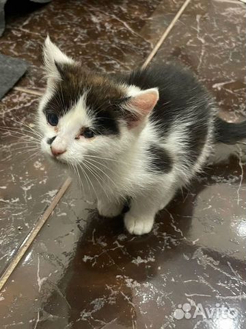 Подарим жизнь котенку