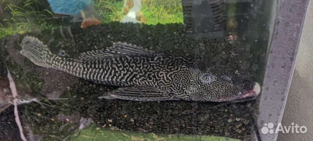 Сом порчевый