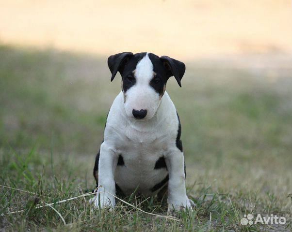 Минибуль мальчик 2.5 мес