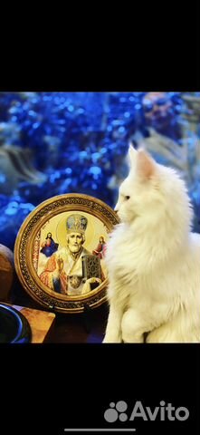 Кошки породистые бесплатно