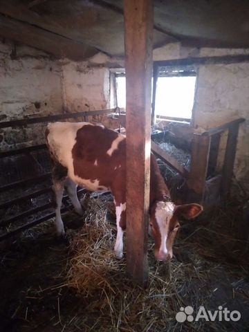 Продам тёлку