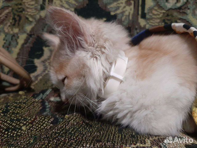 Котенок потеряшка