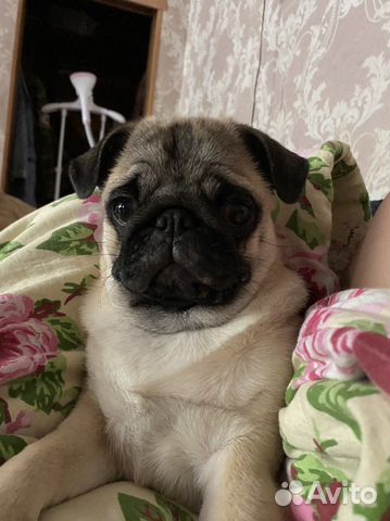Мопсикам месяц щенки мопса