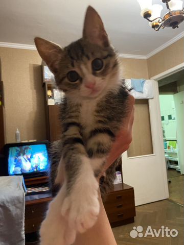 Кошечка в добрые руки