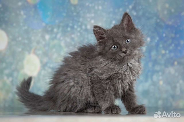 Селкирк-рекс котенок мальчик ручной тарахтелка