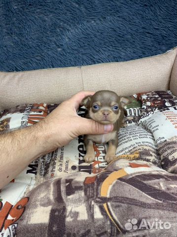 Шоколадно - подпалая девочка чихуахуа