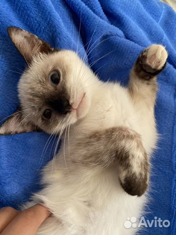 Котенок с голубыми глазами в добрые руки