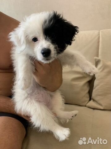 Щенок в добрые руки маленькой собаки