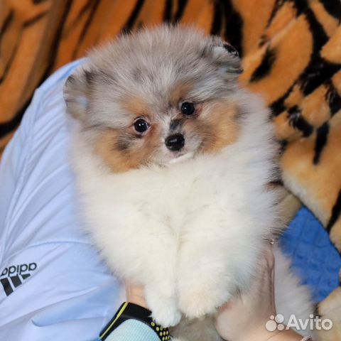 Кристина. Мраморный шпиц 2 мес.с доставкой и видео