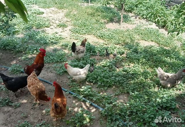 Куры молодки, несушкий,цыплята
