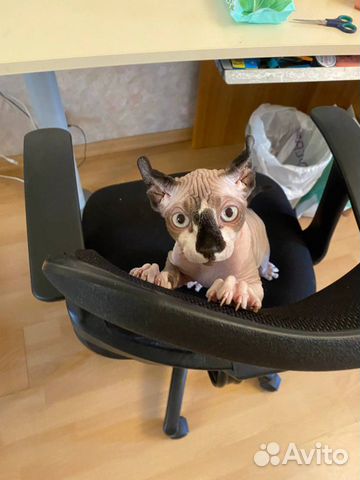 Сфинкс Эльф