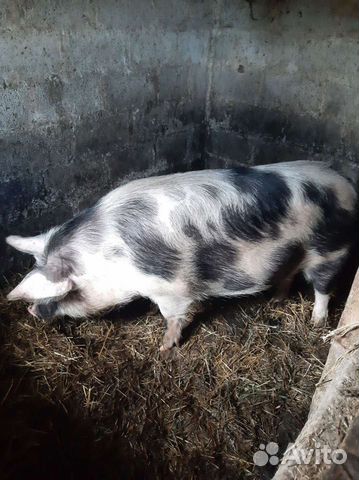 Домашняя свинья