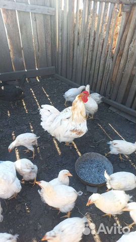 Петухи годовалые