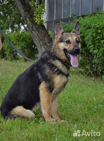 Адель ждет семью в приюте