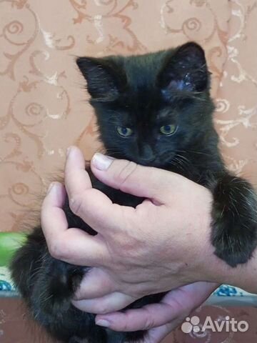 Кошка в дар бесплатно