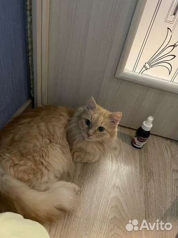 Рыжее солнце в добрые руки кошка