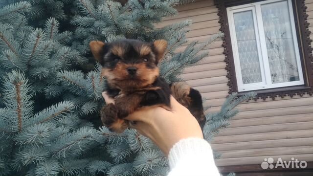 Мииии Ниии мини