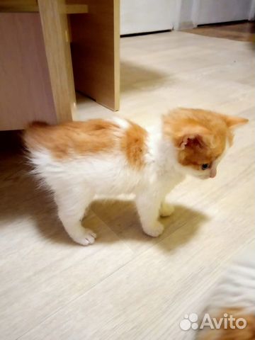 Котенок девочка в добрые руки