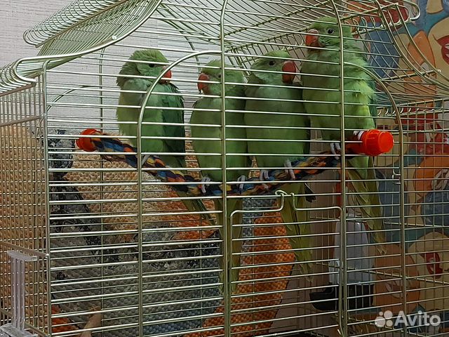 Продам птенца ожерелового попугая