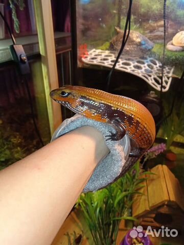 Сцинк огненный