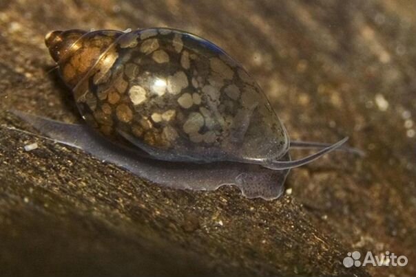 Улитка Физа