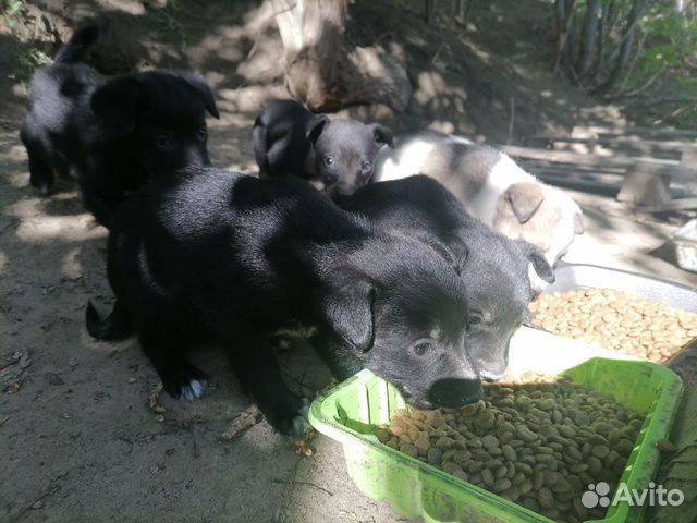 Щенки