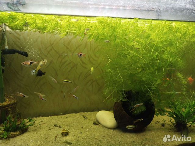 Аквариум