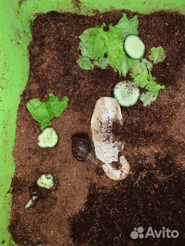 Улитка ахатина