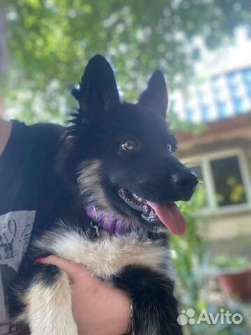 Метис корги кардигана