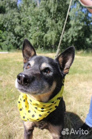 Прости, что непородистая