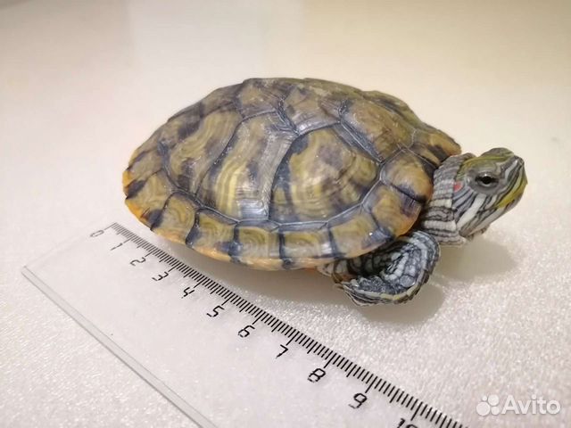 Красноухая черепаха