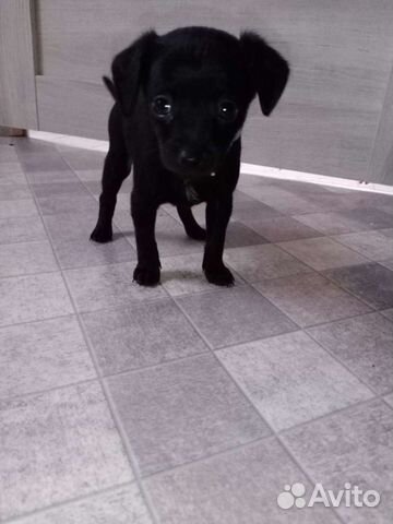 Маленькая собака той терьер