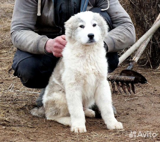 Щенки туркменского алабая