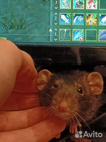 Декоративная Крыса Дамбо с клеткой