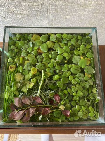 Растения для аквариума