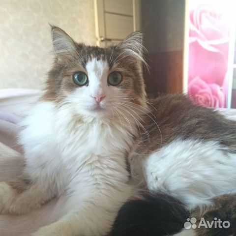 Идеальная кошка в дар