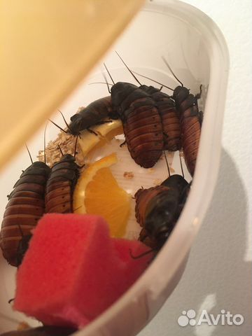 Мадагаскарские тараканы крупные