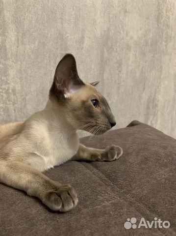 Ориентальный котенок