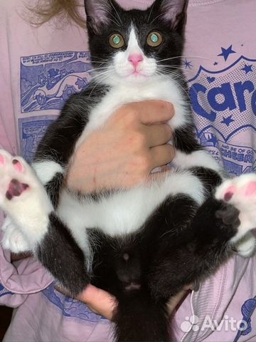 Котёнок в добрые руки бесплатно