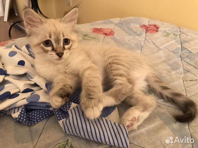 Котенок тайский девочка