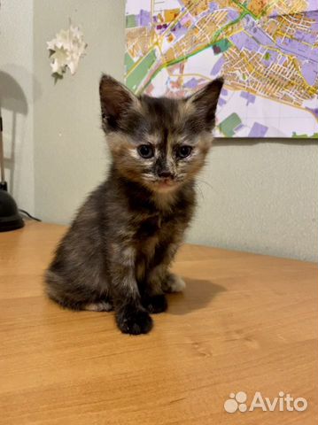 Котята бесплатно