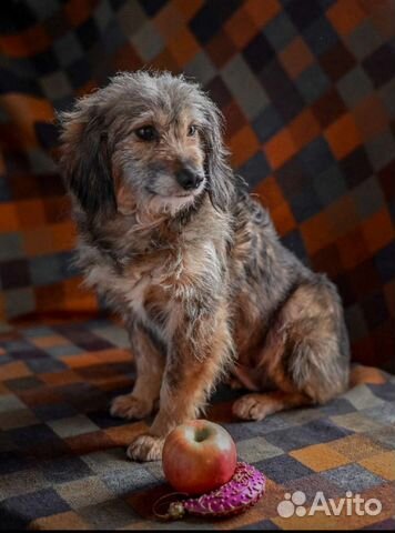 Собака девочка, Вивьен ищет дом