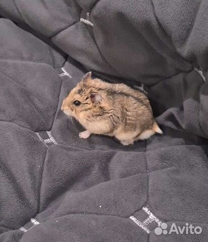 Джунгарский хомяк с клеткой