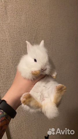 Декоротивный крольчонок