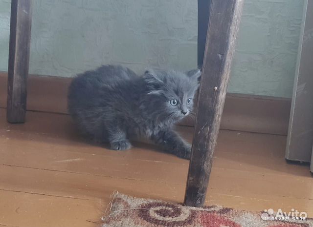 Котята в добрые руки бесплатно