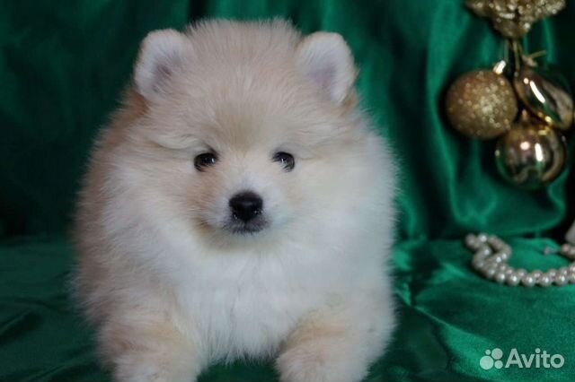 Померанский шпиц большой выбор щенки