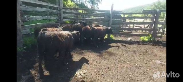 Бычки мясных пород