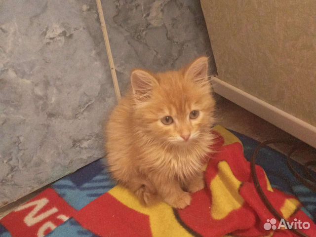 Котенок